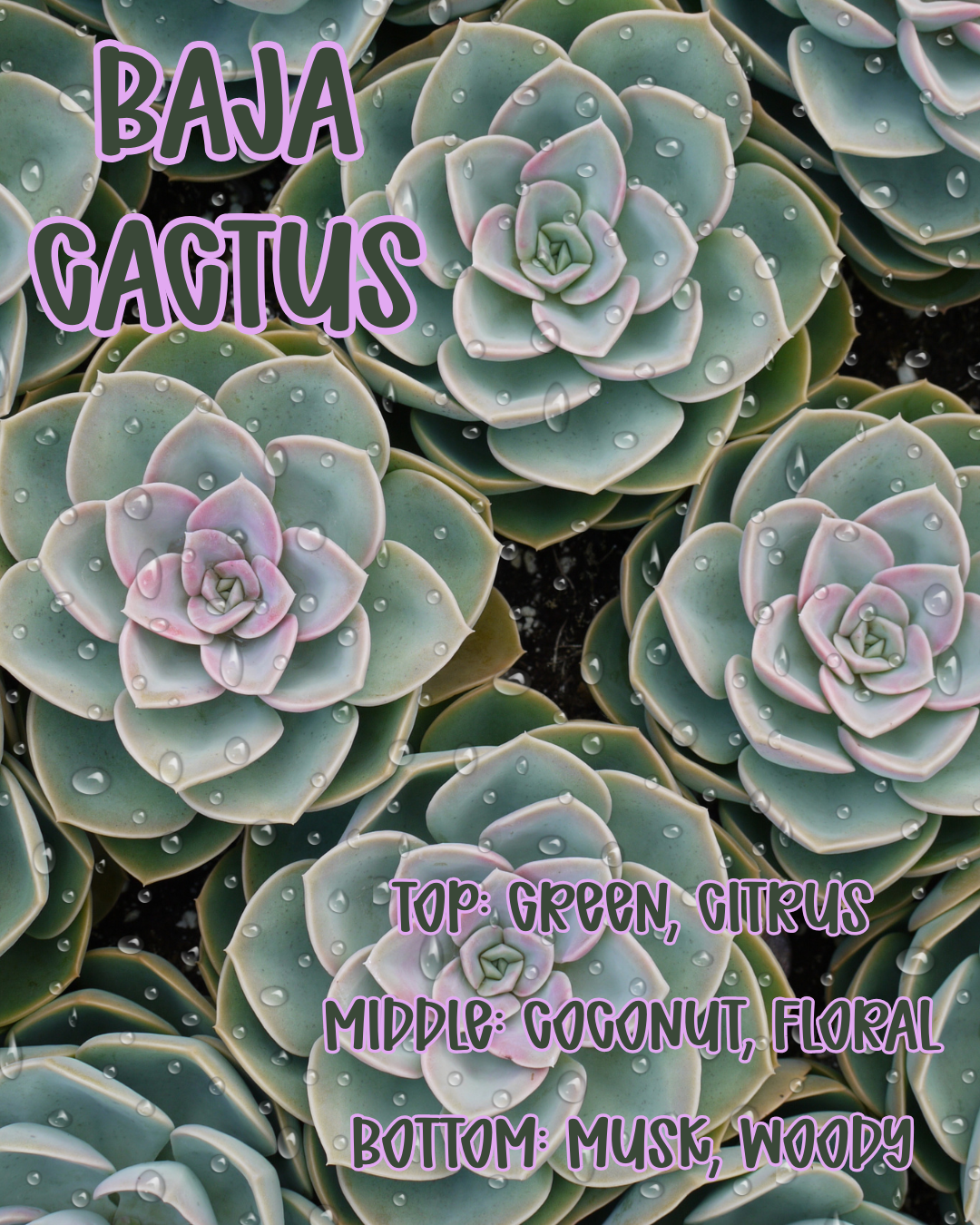 BAJA CACTUS SCENTED AROMA BEADS 4oz (1ct) – Kaotic Kreations